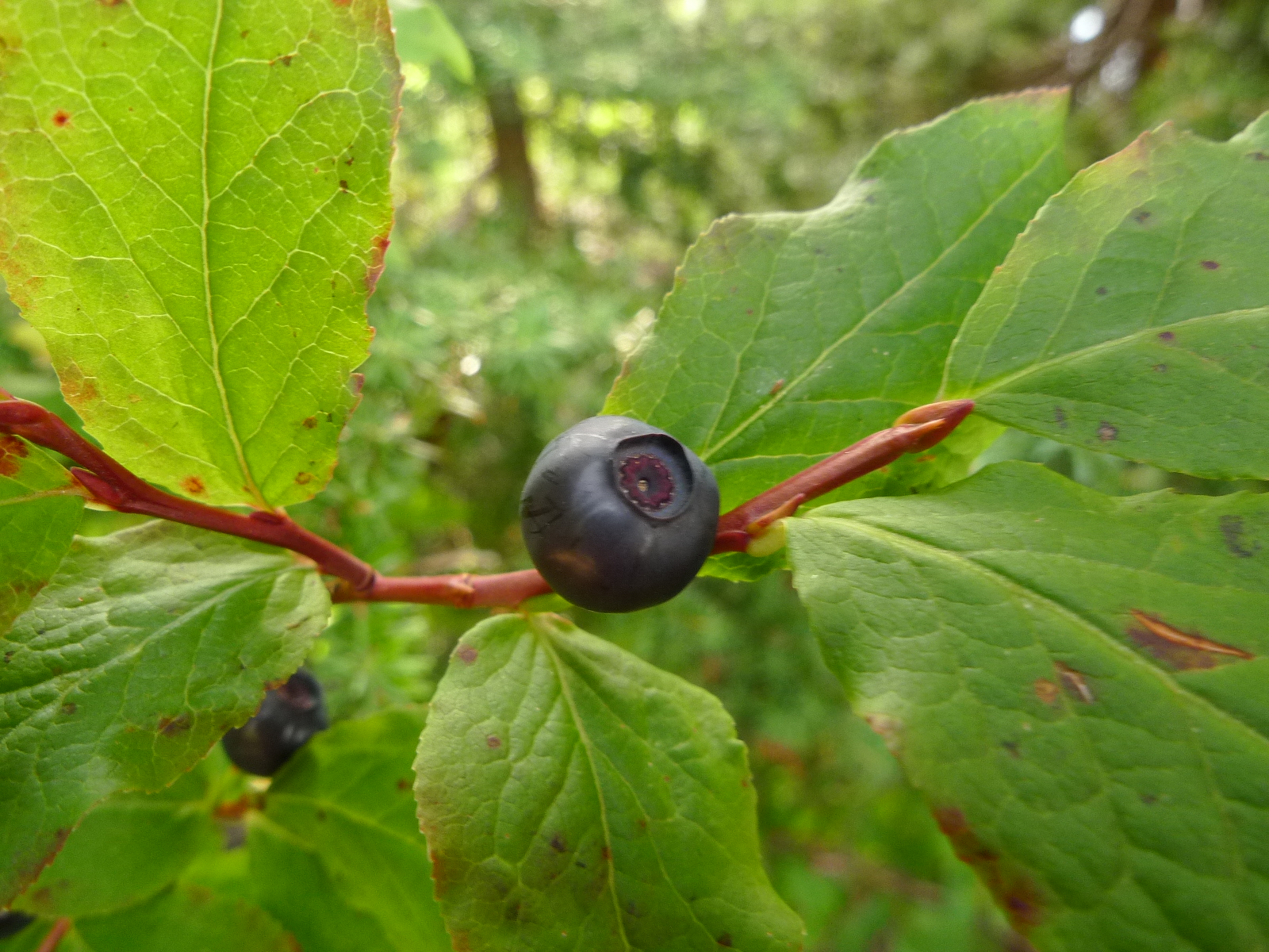 Wild Harvests: September 2012