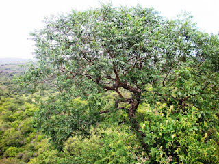 Argentina nativa: Coco (Zanthoxylum coco)