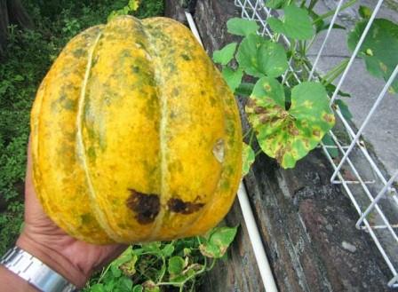 Ada 11 Manfaat Buah Blewah Untuk Kesehatan, Ini Pejelasannya - Muttaqin id