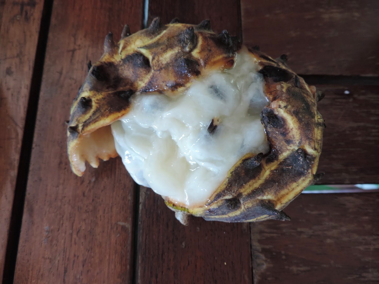 come-se: Frutos do Pará