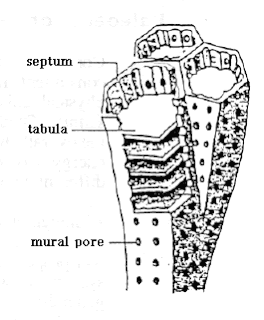 The Palaeo Post: The Difference Between...Rugose, Tabulate and ...