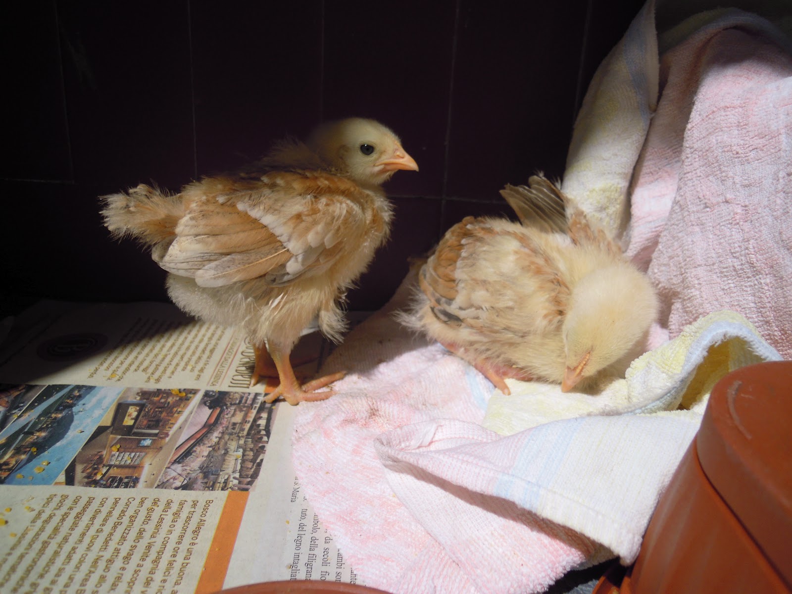 L'Orto di Grem: PULCINI