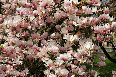 Fotoodyseja: Wawelska magnolia