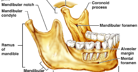 firstplatformforbds: MANDIBLE LANDMARKS AND POSITION OF NERVES FOR ...