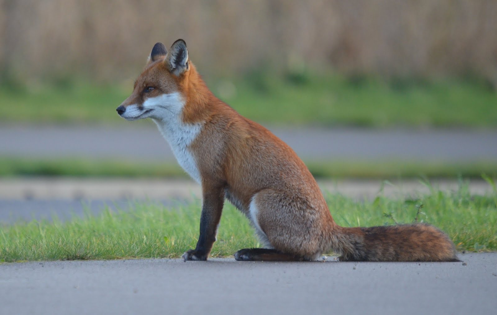 native2sussexbirding: Urban Fox's