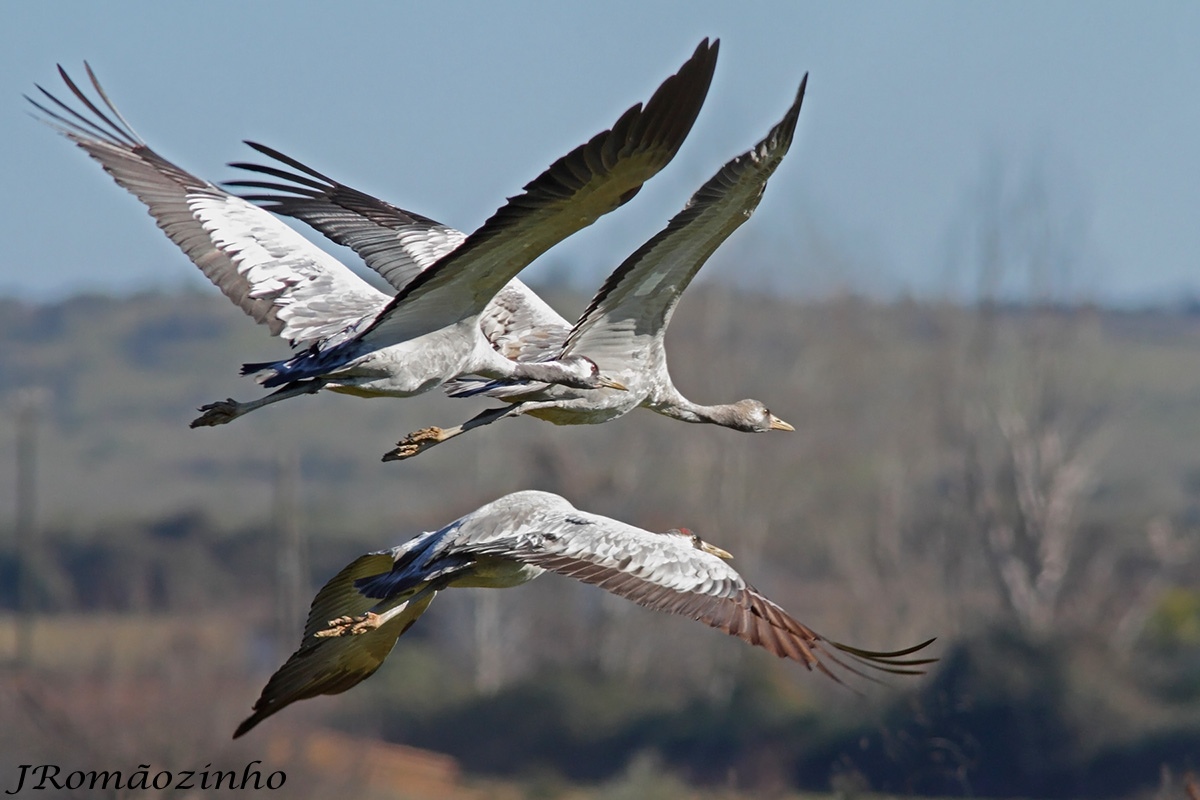 Pescador de aves: Grou comum