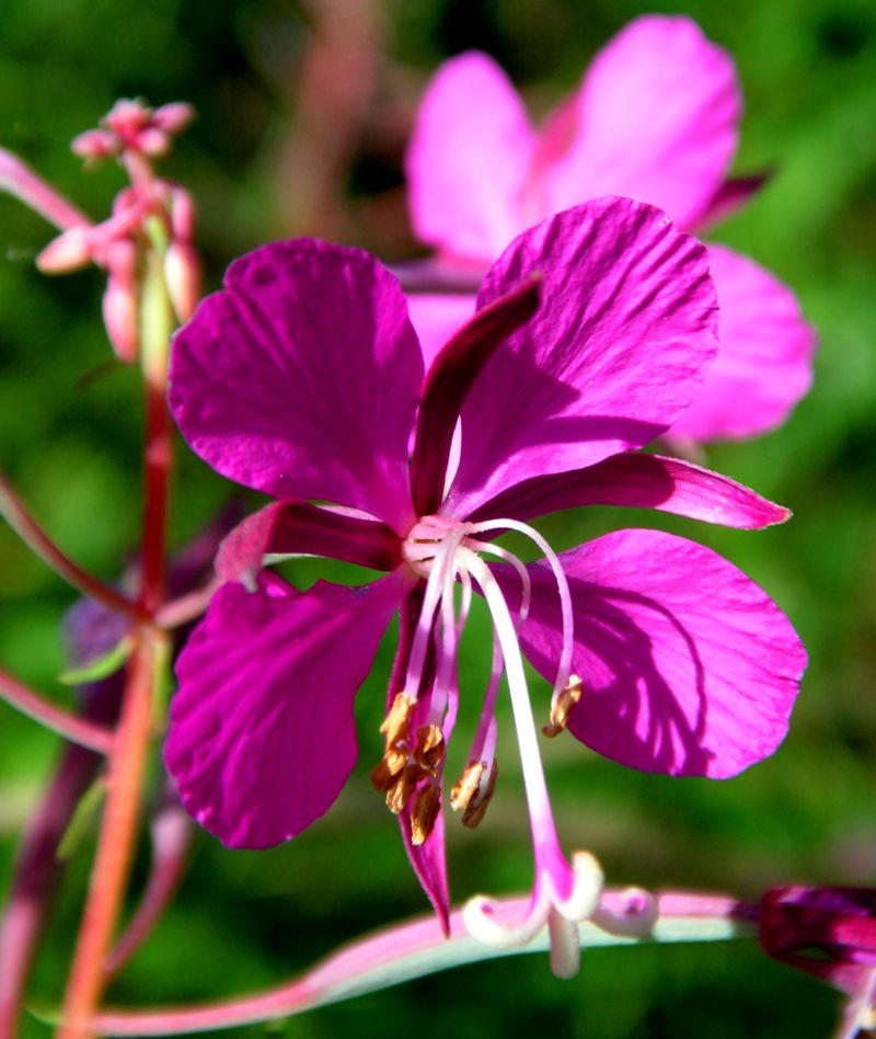 Herkkusuun lautasella Ruokablogi: Horsmalikööri