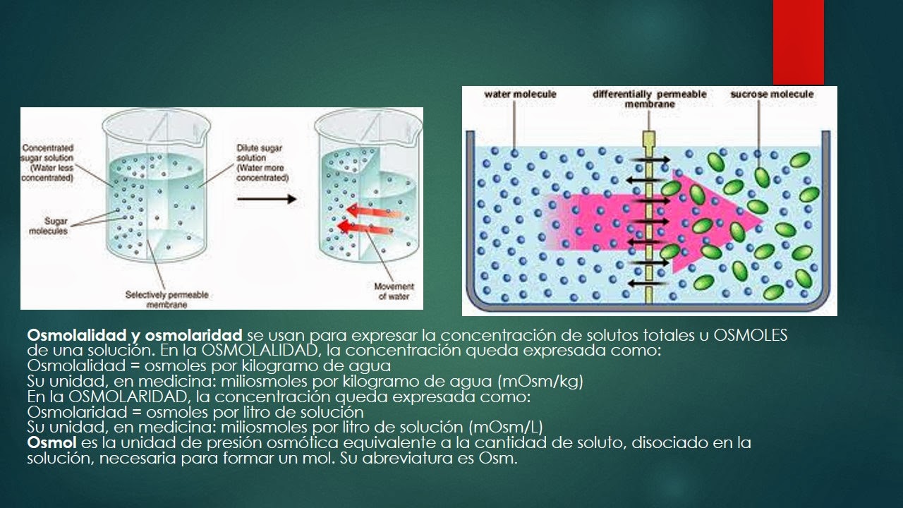 Fisiología Basica de Rafael Oswaldo Pacheco I.: OSMOLARIDAD Y OSMOLALIDAD