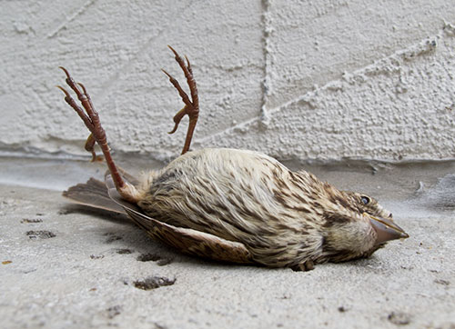 Bleeding Yankee Blue: BIRD DOWN! BIRD DOWN!