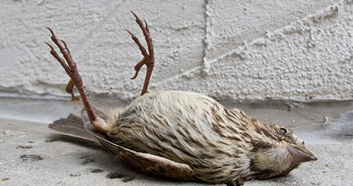 Bleeding Yankee Blue: BIRD DOWN! BIRD DOWN!