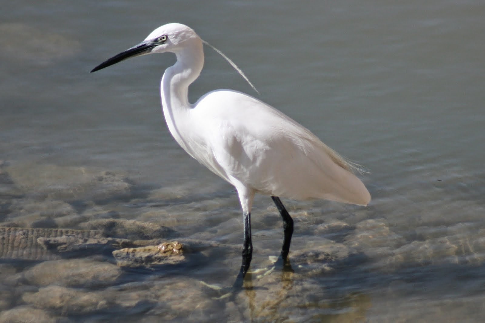 La Rioja Natural: Garceta común