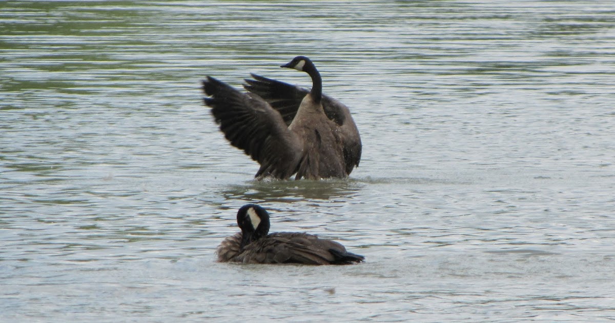 To Behold the Beauty: Canada Geese Beach Party