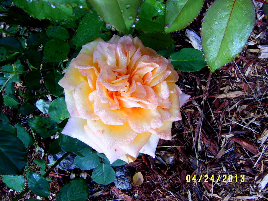 Alabama Rose and Flower Garden from a Non-Green Thumb: Gold Medal Rose ...
