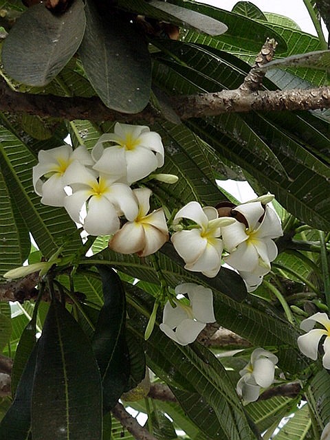 OUR PHILIPPINE TREES: The Cemetery Tree