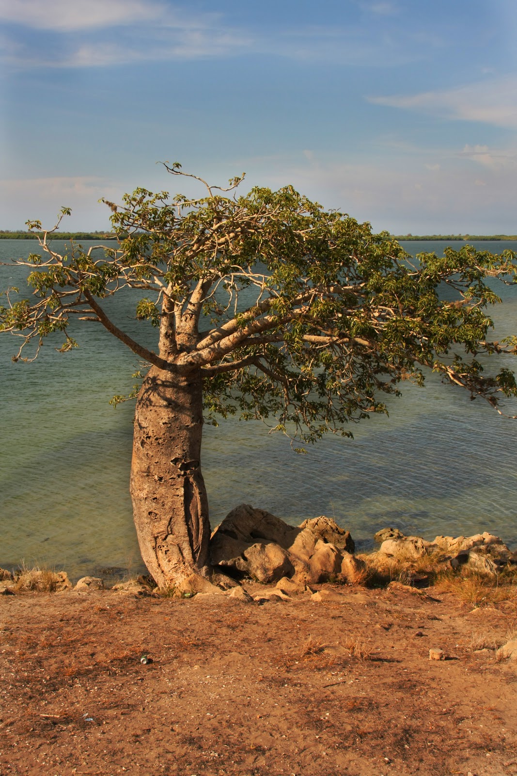 Marcos Casiano Photography: Imbondeiro Tree