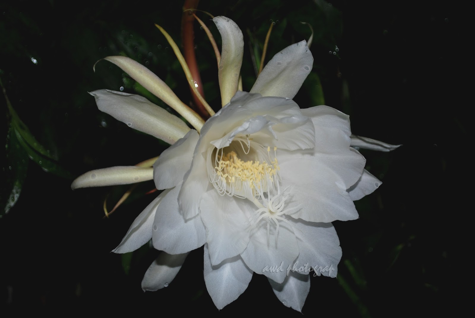 Taman Doa "TEBAR KAMULYAN" Subang: Renungan harian oleh RD. Paulus ...