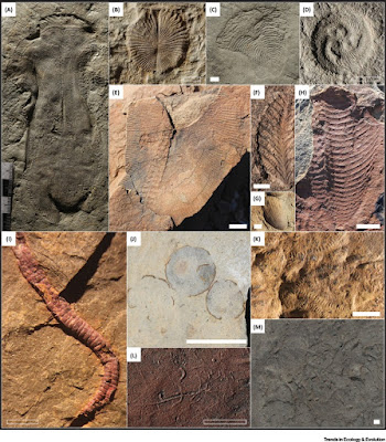 Actualités Scientifiques - Médicales: #trendsinecologyandevolution # ...
