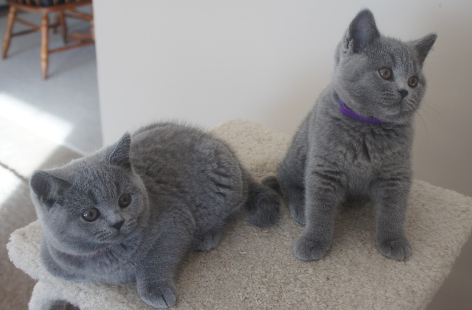 Magnacatta British Shorthair Cats