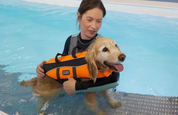 Dealing with Canine Arthritis & Joint Pain | Australian Dog Lover