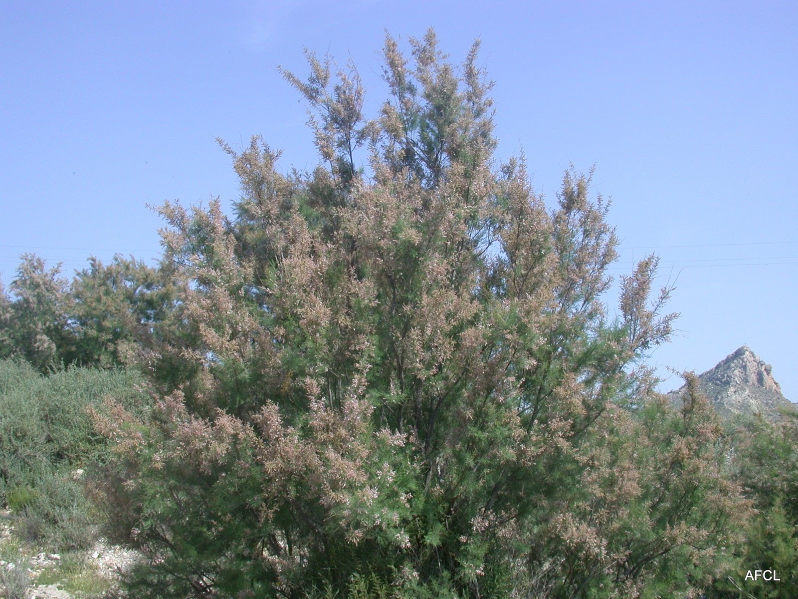 Árboles Monumentales de Murcia y Cuenca del Segura: Tudmiria: Taray ...
