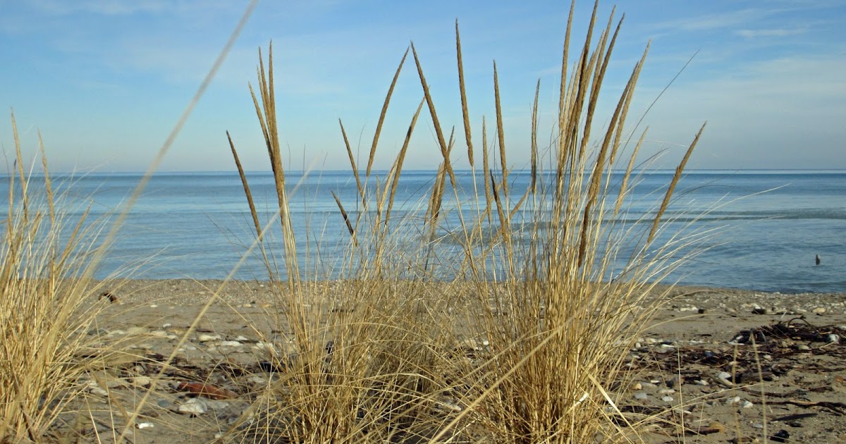 Marathon Pundit Invasive Plant Lyme Grass