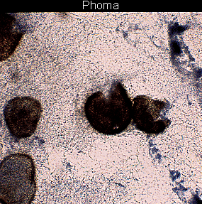 Sustainable Mycology: June 2016