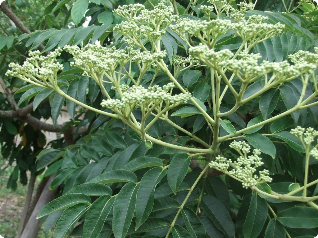 Exotic Herbs and Plants in Mao Naga Cuisine – Part III