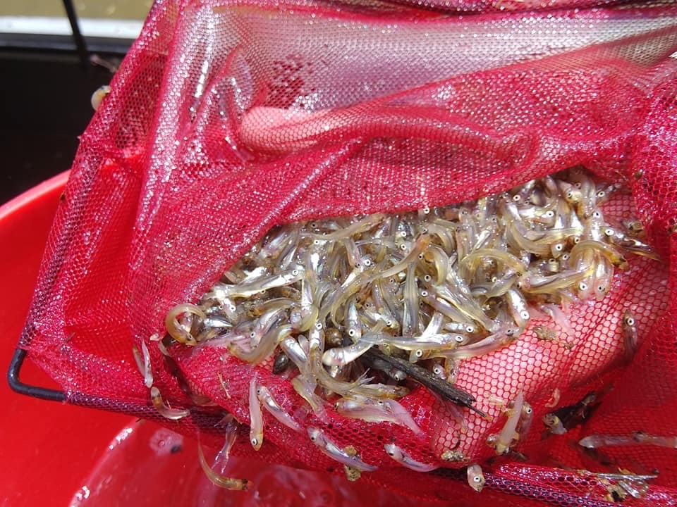 Virginia Tech Ichthyology Class : May 2019