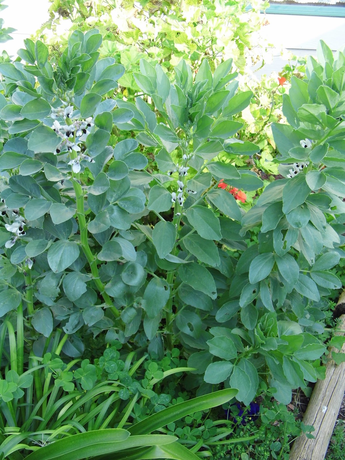 One Mother Hen: Flowering broad beans