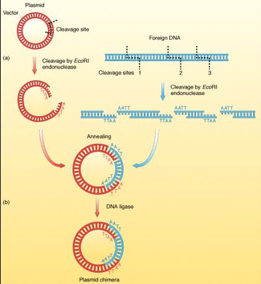 Cutting and Splicing DNA Molecules & Making Recombinant DNA - Modern ...