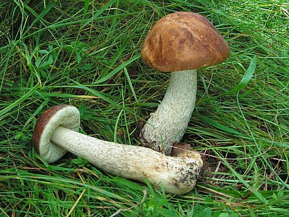 Zdrowe życie - Wege przepisy - Naturalne produkty - Diety - Odżywianie ...