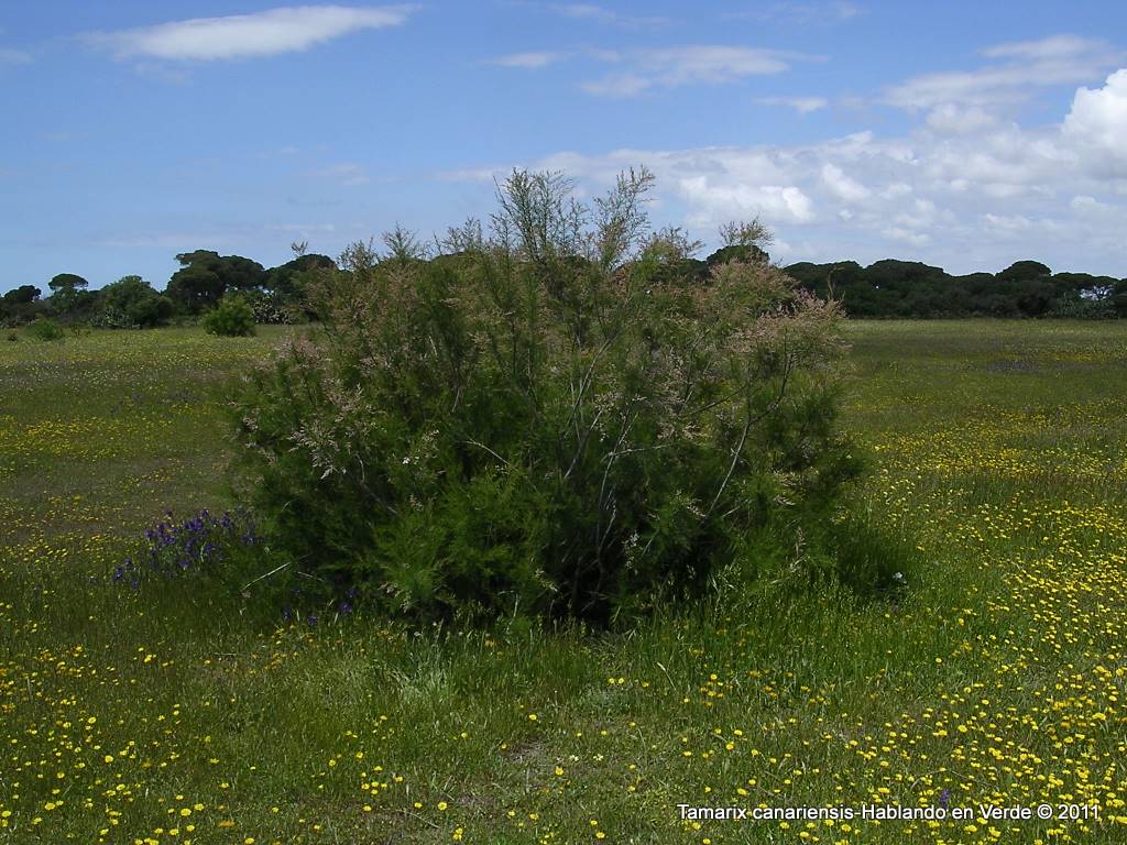 Hablando en verde: Tamarix canariensis (Taraje)