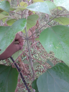 Profitable Fast Growing Trees - Gmelina arborea, Melia Dubia, Bamboo ...