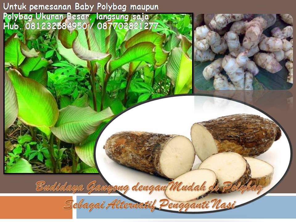 Budidaya Ganyong dengan Mudah di Polybag Sebagai Pengganti Nasi | Pusat ...