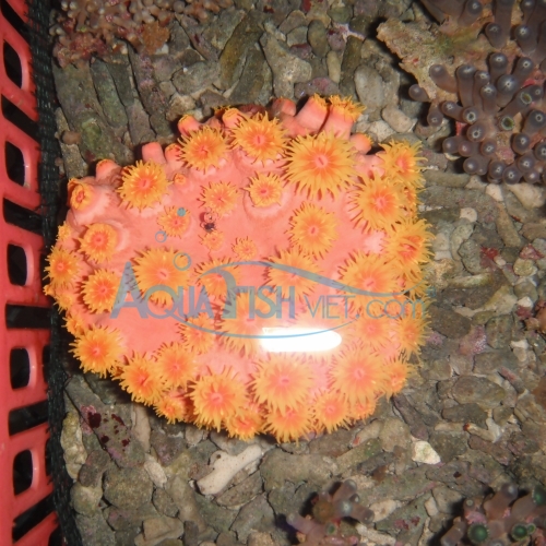 AquaFishViet: Red Sun Coral