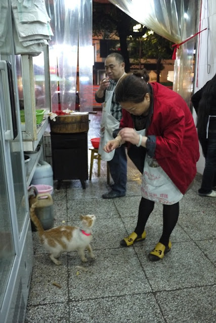 Cats in Sichuan, China - Isidor's Fugue