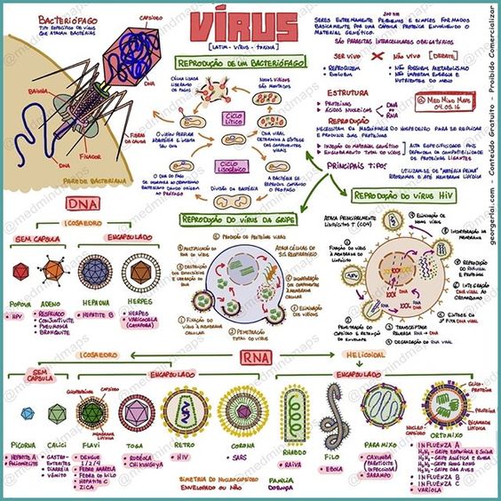 TEIA DA VIDA - CONHECER PARA PRESERVAR!: ESQUEMAS: VÍRUS, BACTÉRIAS, PROTOZOÁRIOS E FUNGOS