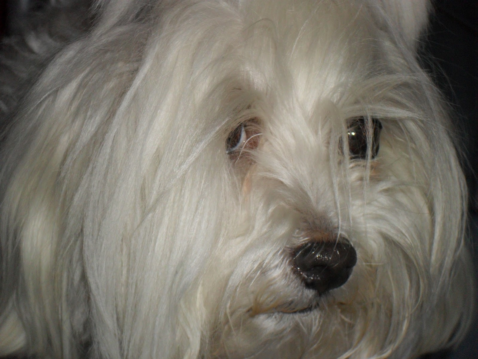 Welkom to my comfort home.: Mijn oh zo gekke witte hondjes.