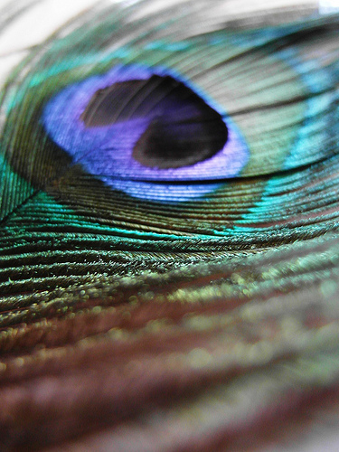 best photos 2 share: Lovely Pictures of Feathers