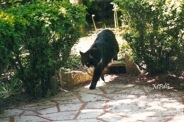 lettre de Zébulon le chat à Bruno M.: chat des villes, chat des champs