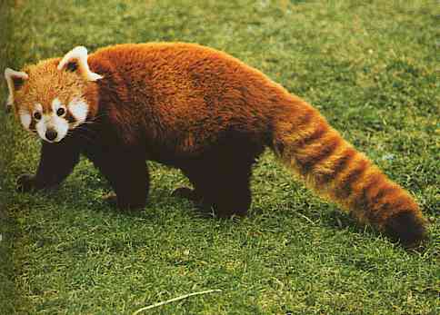 The Red Panda Cute Wildlife | The Wildlife