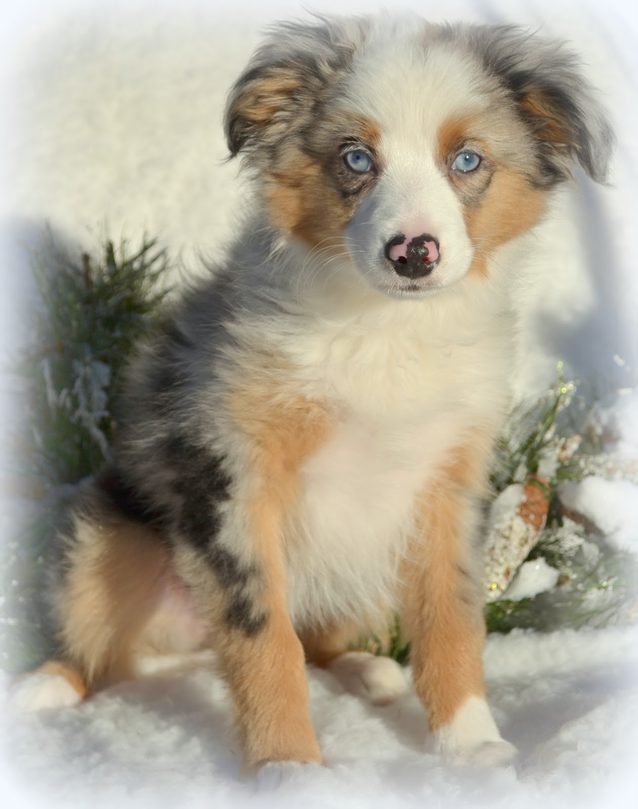 Welcome To Gold Pan City Little Aussies: Ladies