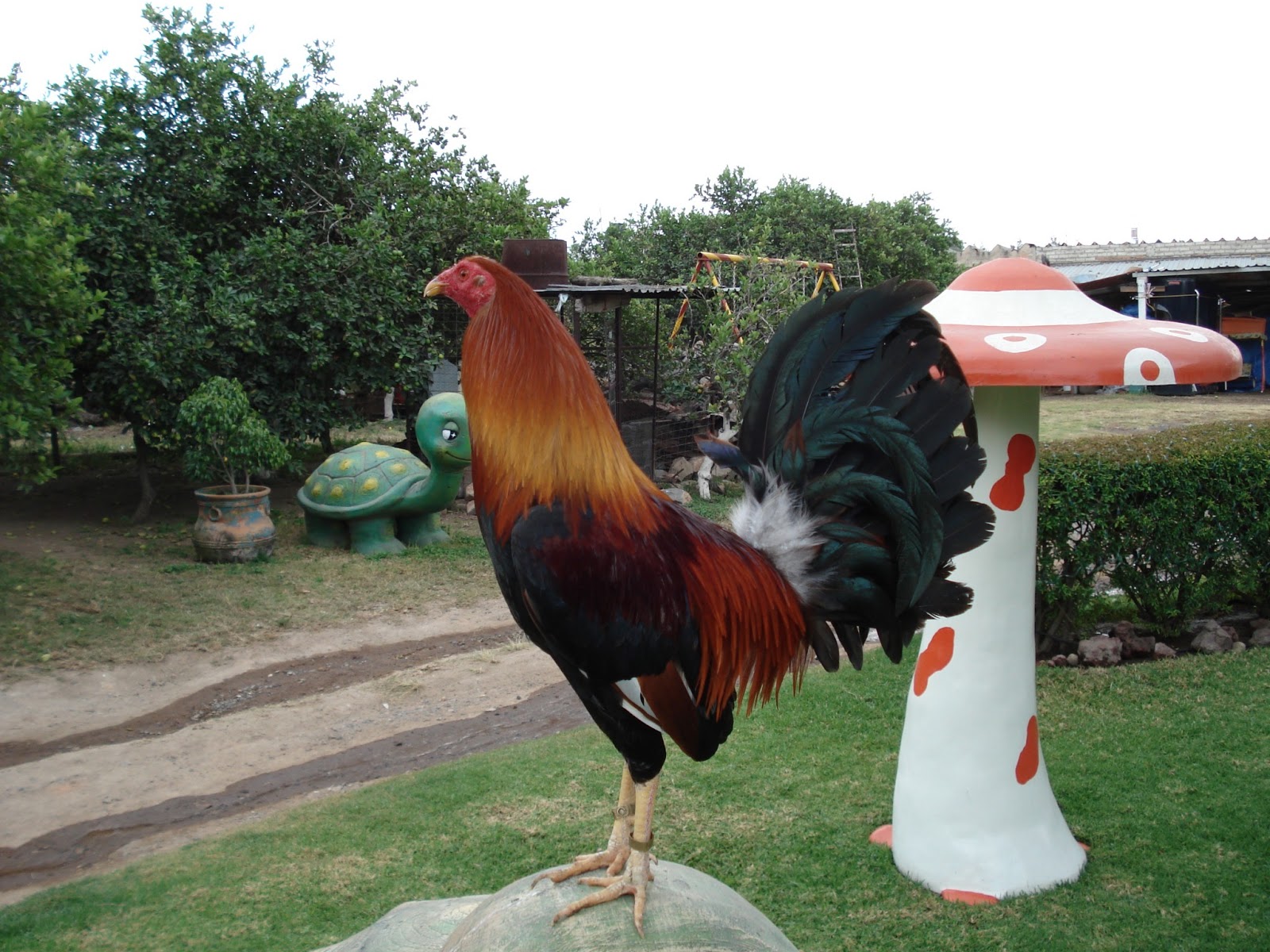 Jaulas Rogelio: GALLOS