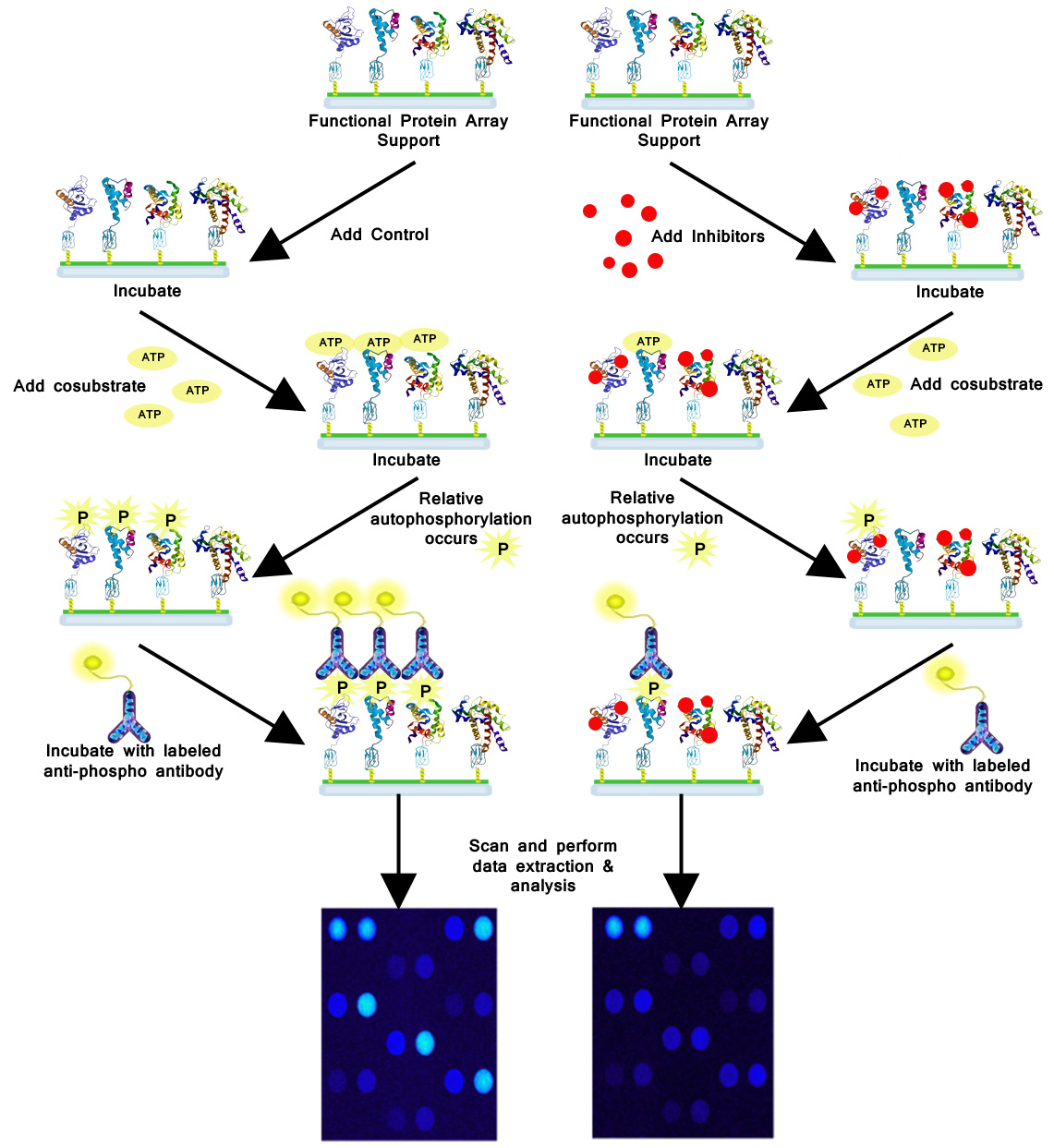 Neuromics: Multiplexed Protein Array for Immunologists