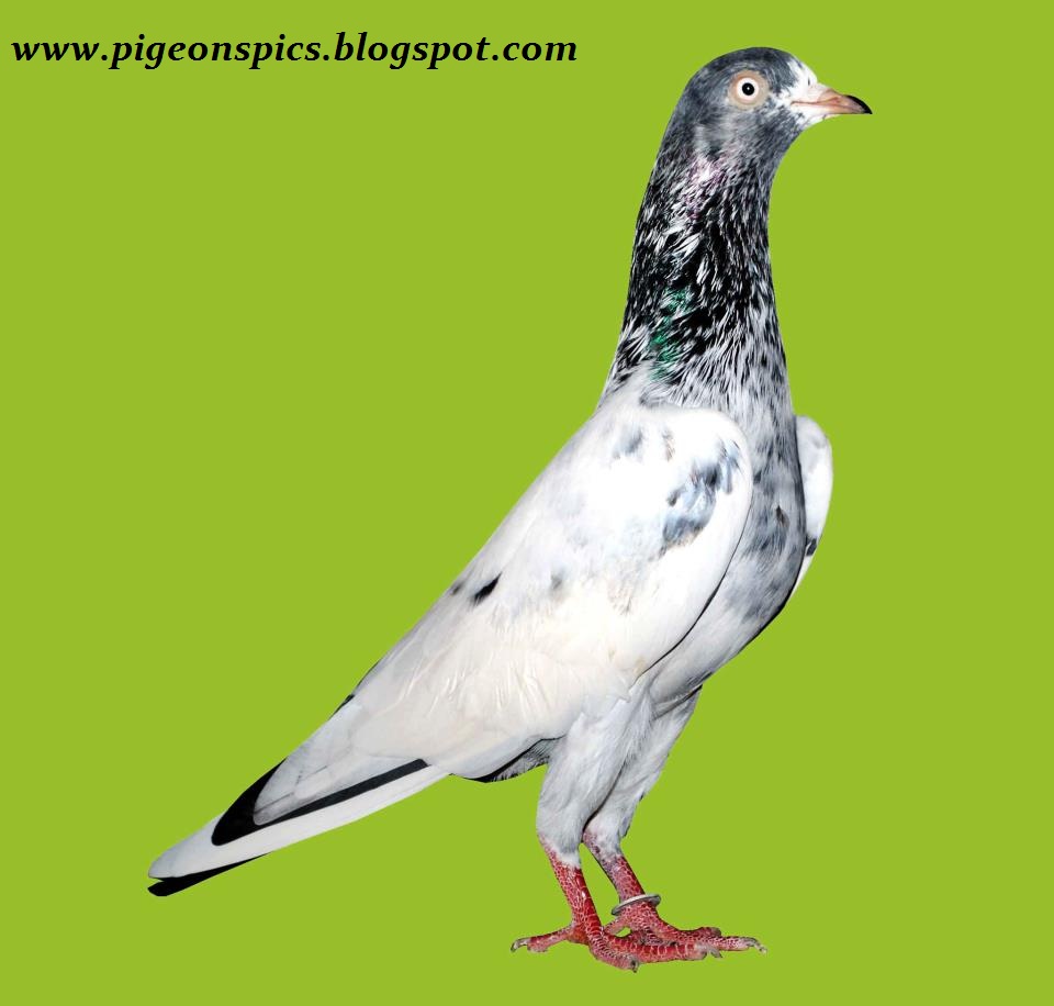 Original Teddi Pigeons (kabotar) In Lahore - Pigeons Pics | Latest ...