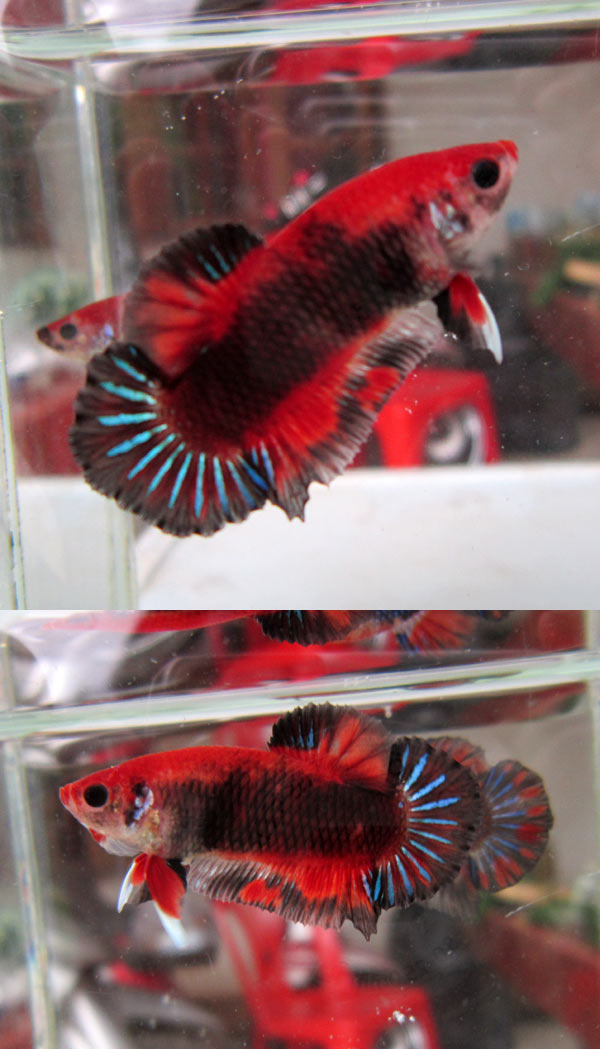 BettaLover Farm: November 2012