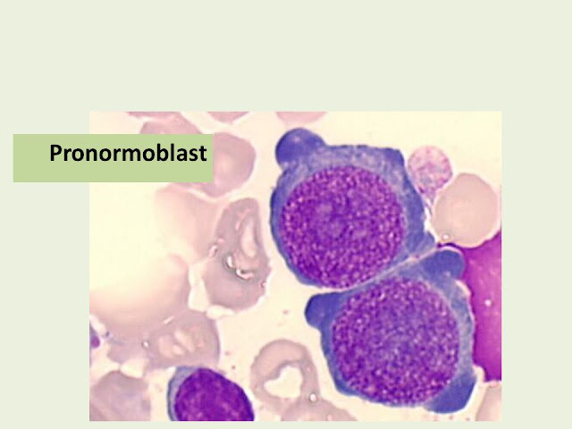 TẾ BÀO BLAST LÀ GÌ?