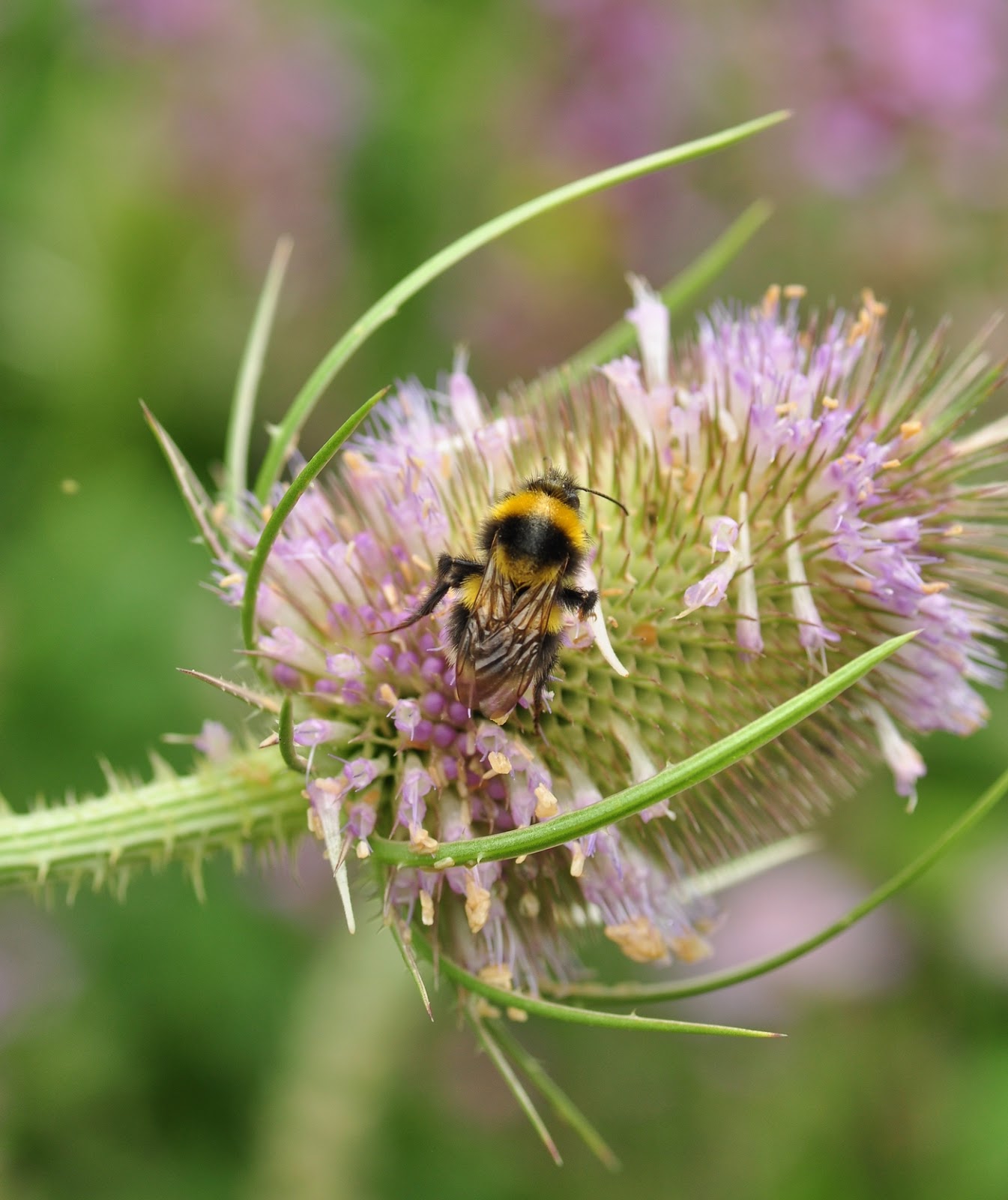 De Tuin van de Hoornbloem