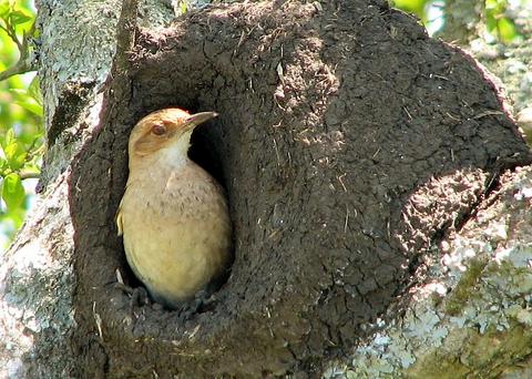 Paa 'jarito: El hornero
