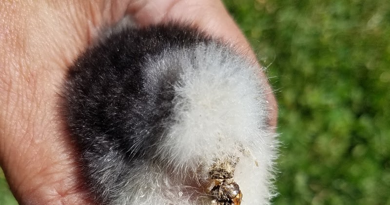 How to Prevent and Treat Pasty Butt in Baby Chicks | Fresh Eggs Daily®